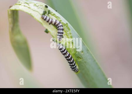 Lily Borer (Brithys crini) Insecta Stock Photo - Alamy