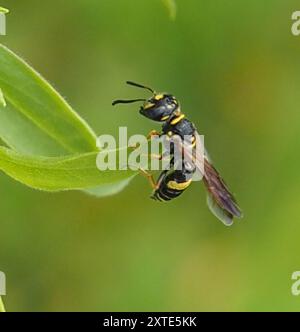 Hump-backed Beewolf (Philanthus gibbosus) Insecta Stock Photo - Alamy