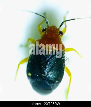 Yucca Plant Bug (Halticotoma valida) Insecta Stock Photo - Alamy