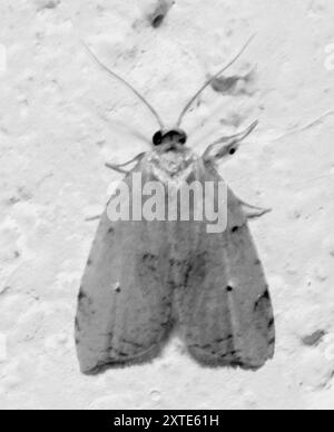 Batman Moth (Coelostathma discopunctana) Insecta Stock Photo - Alamy