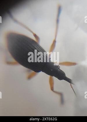 (Protapion fulvipes) Insecta Stock Photo - Alamy