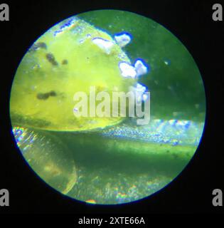 Green Coffee Scale (Coccus viridis) Insecta Stock Photo - Alamy