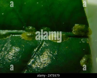 Green Coffee Scale (Coccus viridis) Insecta Stock Photo - Alamy