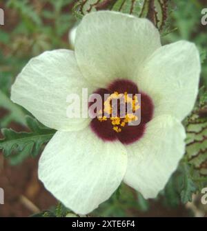 flower-of-an-hour (Hibiscus trionum) Plantae Stock Photo - Alamy