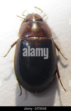 Water Scavenger Beetles (Hydrophilidae) Insecta Stock Photo - Alamy