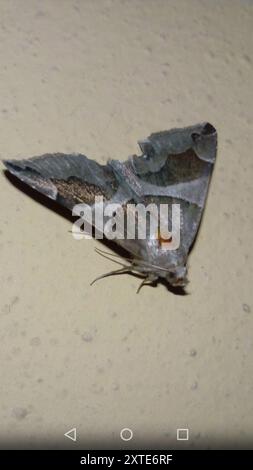 The Passenger (Dysgonia algira) Insecta Stock Photo - Alamy