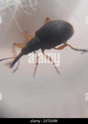 (Protapion fulvipes) Insecta Stock Photo - Alamy