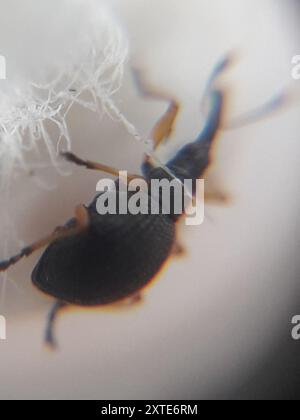 (Protapion fulvipes) Insecta Stock Photo - Alamy