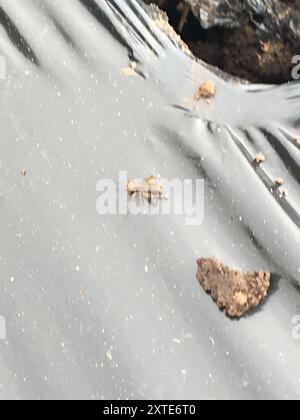 Robust Ground Crickets (Allonemobius) Insecta Stock Photo - Alamy