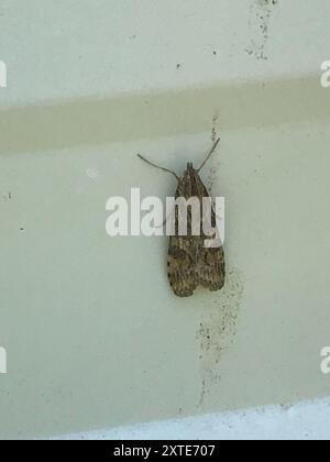 Lucerne Moth (Nomophila nearctica) Insecta Stock Photo - Alamy