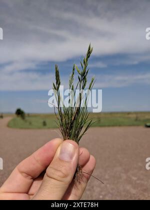 sixweeks grass (Festuca octoflora) Plantae Stock Photo - Alamy
