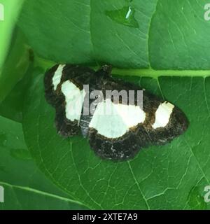 Common Spring Moth (Heliomata cycladata) Insecta Stock Photo - Alamy