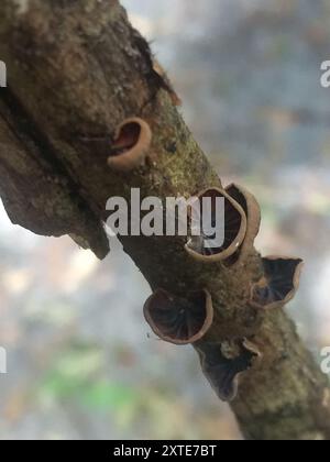 (Anthracophyllum lateritium) Fungi Stock Photo - Alamy