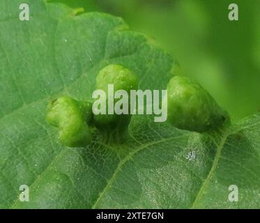 California Black Walnut Pouch Gall Mite (Aceria brachytarsa) Arachnida ...