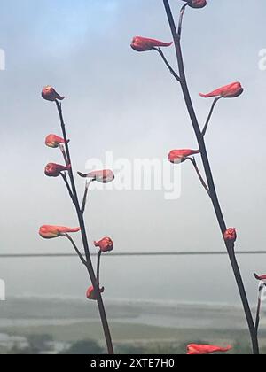 Scarlet Larkspur (Delphinium cardinale) Plantae Stock Photo - Alamy