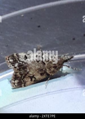 Little grey (Eudonia lacustrata) Insecta Stock Photo - Alamy