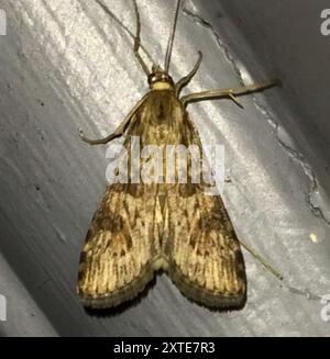 Lucerne Moth (Nomophila nearctica) Insecta Stock Photo - Alamy