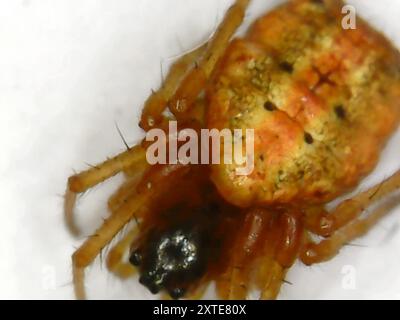 (Hypsosinga heri) Arachnida Stock Photo - Alamy
