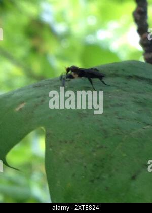 Long-tailed Dance Fly (Rhamphomyia longicauda) Insecta Stock Photo - Alamy
