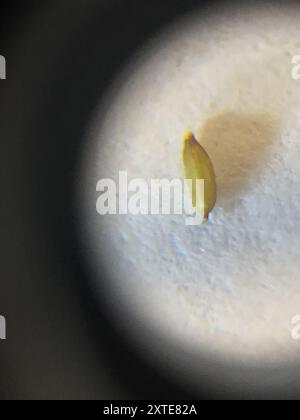 Pinebarren Flatsedge (Cyperus retrorsus) Plantae Stock Photo - Alamy