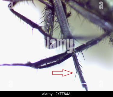 Common Cluster Fly (Pollenia rudis) Insecta Stock Photo - Alamy