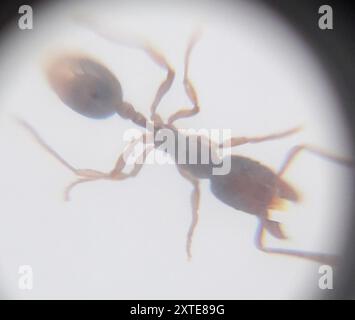 (Stenamma debile) Insecta Stock Photo - Alamy