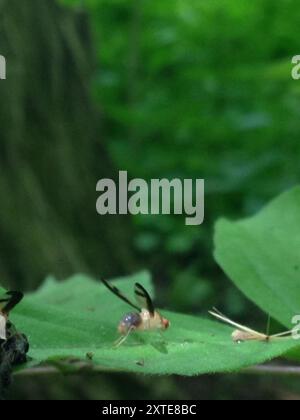 Antlered Flutter Fly (Toxonevra superba) Insecta Stock Photo - Alamy