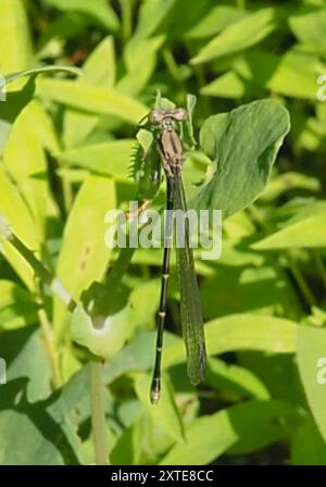 Variable Dancer (Argia fumipennis) Insecta Stock Photo - Alamy