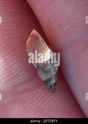 hybrid marsh pond snail (Stagnicola palustris) Mollusca Stock Photo - Alamy