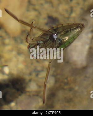 Milky Backswimmers (Notonecta) Insecta Stock Photo - Alamy