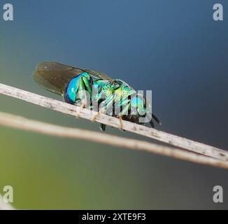 (Euperilampus triangularis) Insecta Stock Photo - Alamy