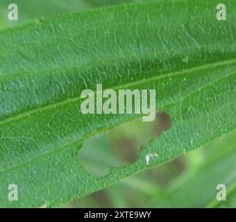 Crowded Flea Beetle (Ophraella conferta) Insecta Stock Photo - Alamy