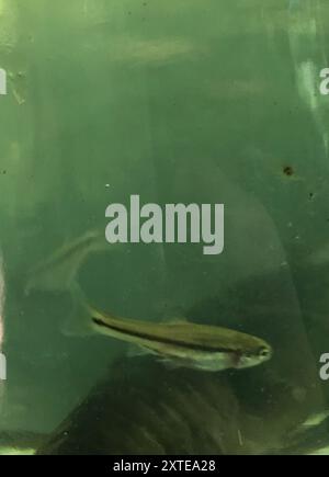 True Minnows (Leuciscidae) Actinopterygii Stock Photo - Alamy
