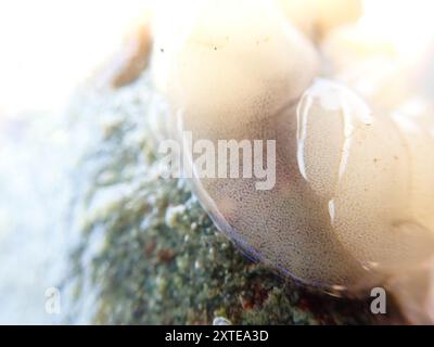 Chitons (Polyplacophora) Mollusca Stock Photo - Alamy