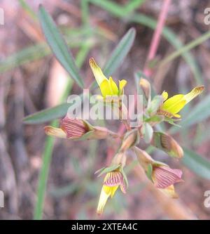 Rattlepods (Crotalaria) Plantae Stock Photo - Alamy