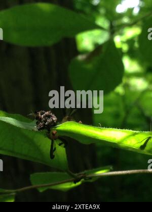 Antlered Flutter Fly (Toxonevra superba) Insecta Stock Photo - Alamy
