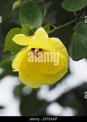 sea hibiscus (Hibiscus tiliaceus) Plantae Stock Photo - Alamy