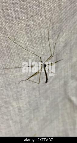 Band-winged Crane Fly (Epiphragma fasciapenne) Insecta Stock Photo - Alamy