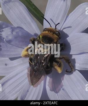 Longhorn Bees (Eucerini) Insecta Stock Photo - Alamy