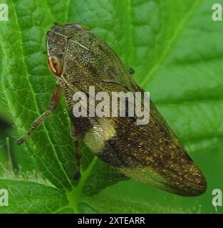 Alder Spittlebug (Aphrophora alni) Insecta Stock Photo - Alamy