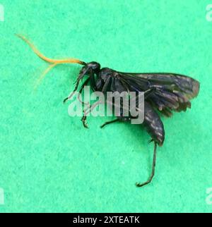 Tawny-horned Spider Wasp (Entypus fulvicornis) Insecta Stock Photo - Alamy