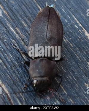 Black Fire Beetle (Melanophila acuminata) Insecta Stock Photo - Alamy