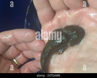 Blue Ridge Sculpin (Cottus caeruleomentum) Actinopterygii Stock Photo ...