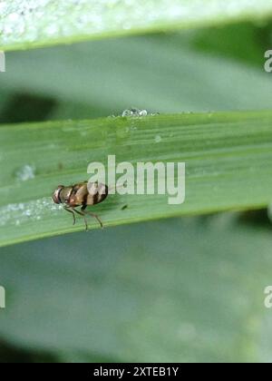 Banded-wing Flies (Chaetopsis) Insecta Stock Photo - Alamy