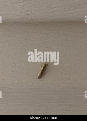 Common Stoneflies (Perlidae) Insecta Stock Photo - Alamy