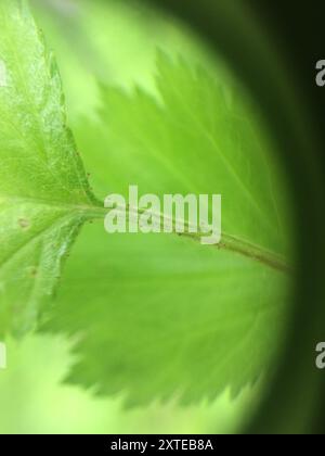 Canadian Hawthorn (Crataegus canadensis), Plantae, Laval, QC, Canada ...