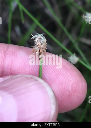spikerushes (Eleocharis) Plantae Stock Photo - Alamy