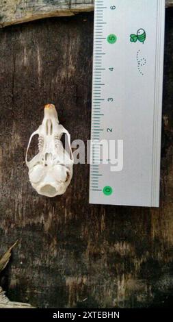 Old World Mice and Rats (Muridae) Mammalia Stock Photo - Alamy