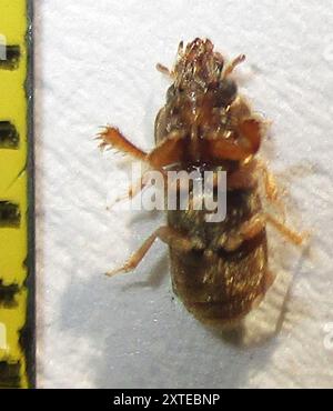 Variegated Mud-loving Beetles (Heteroceridae) Insecta Stock Photo - Alamy