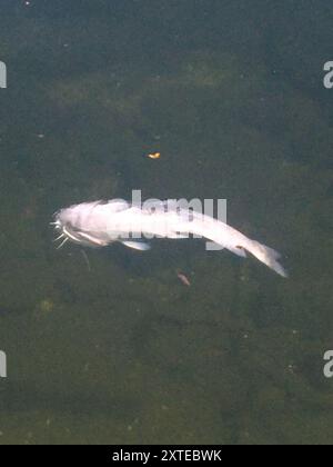 White Catfish (Ameiurus catus) Actinopterygii Stock Photo - Alamy